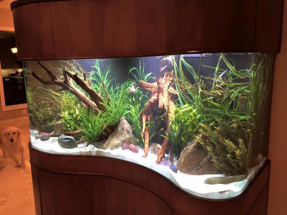 Curved Glass Wave Reef-Ready Aquarium | Luxury Home Fish Tanks - AQUA VIM